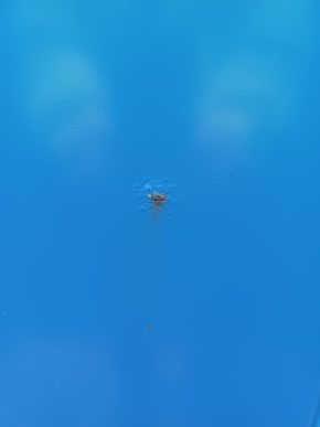 Paint defects: What is blistering, what causes blistering and how can ...